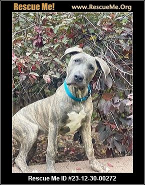 - Colorado Great Dane Rescue - ADOPTIONS - Rescue Me!