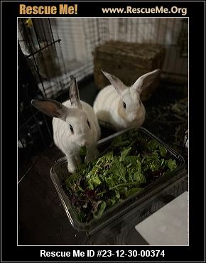 - Pennsylvania Rabbit Rescue - ADOPTIONS - Rescue Me!