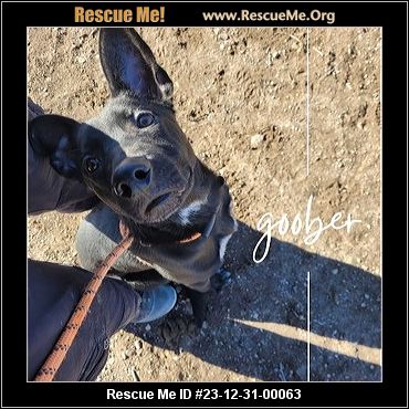 - Colorado Lab Rescue - ADOPTIONS - Rescue Me!