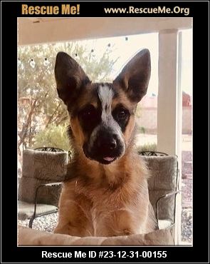 - California Australian Cattle Dog Rescue - ADOPTIONS - Rescue Me!