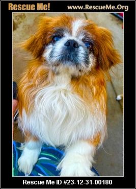 - California Pekingese Rescue - ADOPTIONS - Rescue Me!