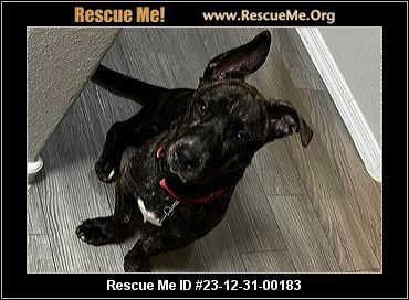 - Arizona Corgi Rescue - ADOPTIONS - Rescue Me!