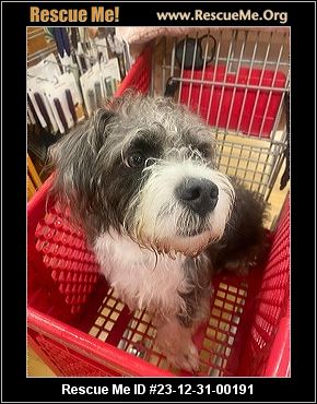 - Florida Cockapoo Rescue - ADOPTIONS - Rescue Me!