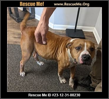 - Indiana Dog Rescue - ADOPTIONS - Rescue Me!