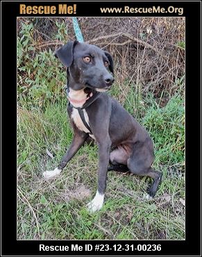 - California Lab Rescue - ADOPTIONS - Rescue Me!