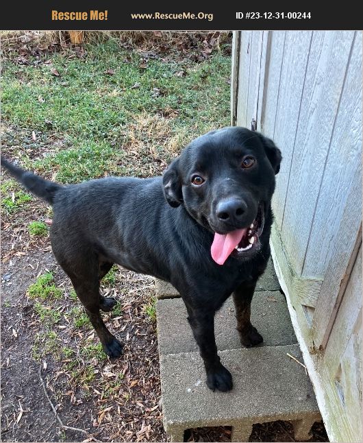 ADOPT 23123100244 ~ Lab Rescue ~ Salisbury, NC