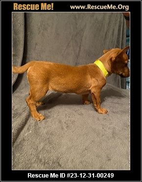 - New York Corgi Rescue - ADOPTIONS - Rescue Me!