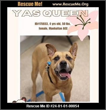 - New York Dog Rescue - ADOPTIONS - Rescue Me!