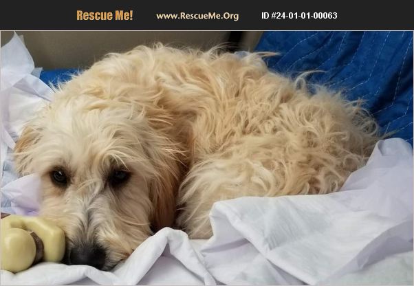 ADOPT 24010100063 ~ Golden Retriever Rescue ~ Cincinnati/Sardinia, OH