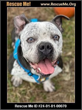 - New York Dog Rescue - ADOPTIONS - Rescue Me!