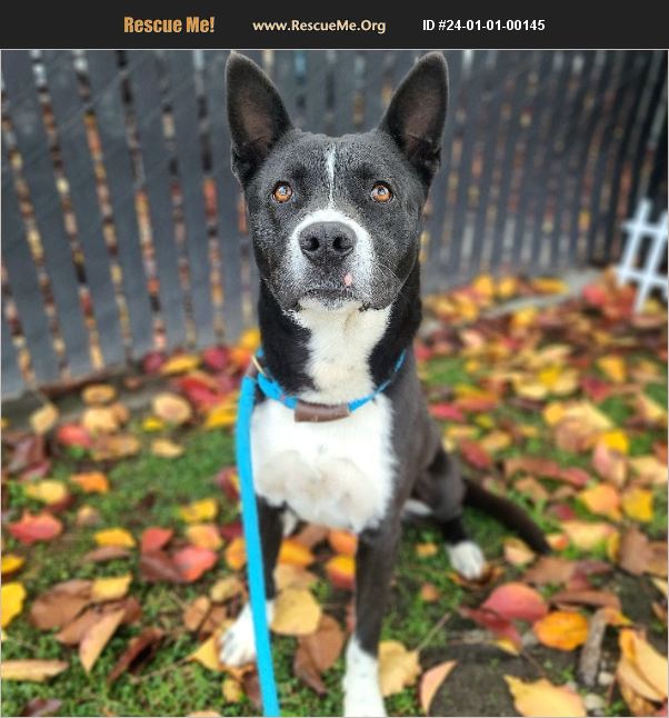 ADOPT 24010100145 ~ Border Collie Rescue ~ costa mesa, CA