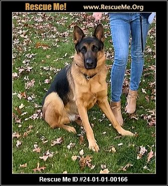 - Connecticut German Shepherd Rescue - ADOPTIONS - Rescue Me!