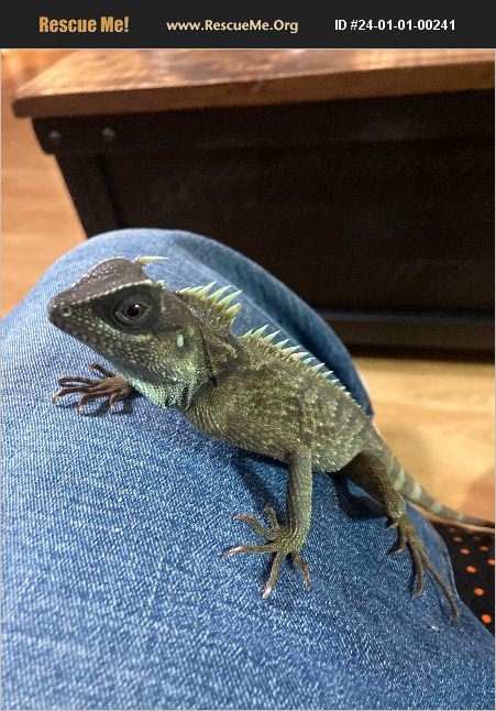 ADOPT 24010100241 ~ Reptile/Amphibian Rescue ~ simi valley, CA
