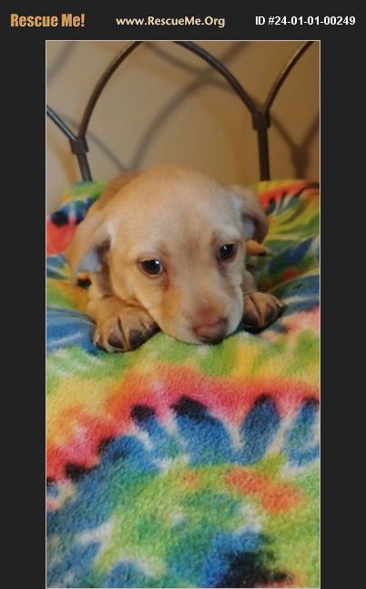 ADOPT 24010100249 ~ Corgi Rescue ~ Dalton, GA