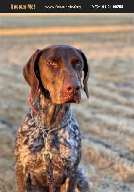 ADOPT 24010100255 ~ German Shorthaired Pointer Rescue ~ Salem, OR