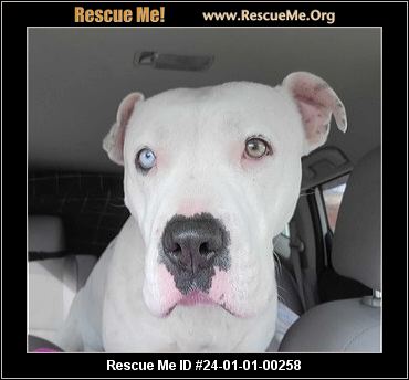 - North Carolina Pit Bull Rescue - ADOPTIONS - Rescue Me!