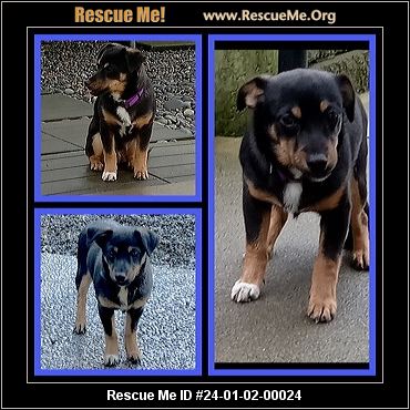 - Washington Dog Rescue - ADOPTIONS - Rescue Me!