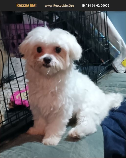 ADOPT 24010200035 ~ Maltese Rescue ~ Micanopy, FL