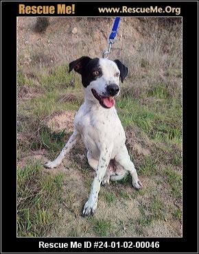 - California Dalmatian Rescue - ADOPTIONS - Rescue Me!