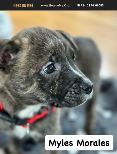 ADOPT 24010200085 ~ Mountain Cur Rescue ~ Lincoln Park, NJ