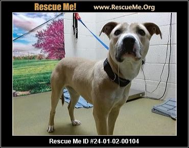 - California Pit Bull Rescue - ADOPTIONS - Rescue Me!