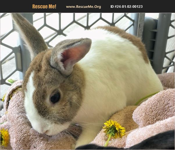 ADOPT 24010200123 ~ Rabbit Rescue ~ Cincinnati, OH