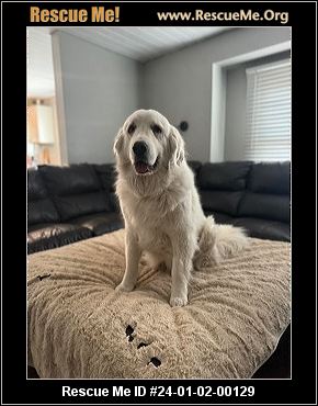 - Colorado Great Pyrenees Rescue - ADOPTIONS - Rescue Me!