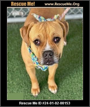 - Georgia Boxer Rescue - ADOPTIONS - Rescue Me!