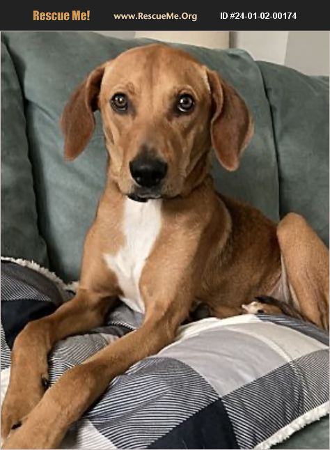 ADOPT 24010200174 ~ Mountain Cur Rescue ~ Portage, IN