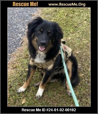 - South Carolina Dog Rescue - ADOPTIONS - Rescue Me!