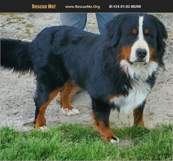 ADOPT 24010200208 ~ Bernese Mountain Dog Rescue ~ VA, Temperanceville, VA