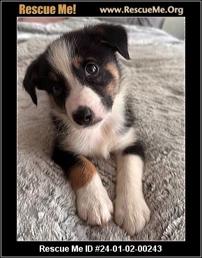 - Florida Border Collie Rescue - ADOPTIONS - Rescue Me!