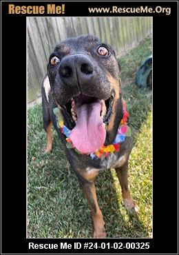 - Texas German Shepherd Rescue - ADOPTIONS - Rescue Me!