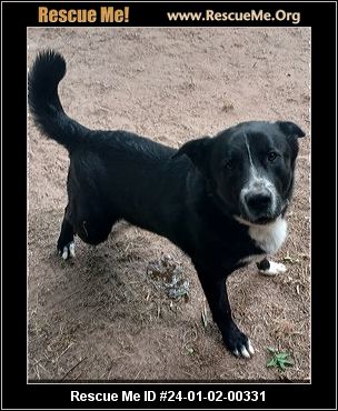 - Georgia Border Collie Rescue - ADOPTIONS - Rescue Me!