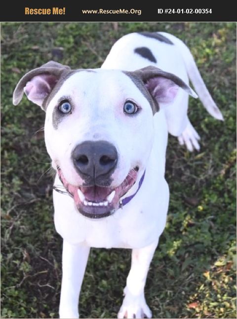 ADOPT 24010200354 ~ Pit Bull Rescue ~ INVERNESS, FL