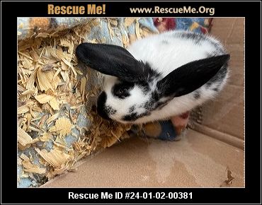 - Texas Rabbit Rescue - ADOPTIONS - Rescue Me!