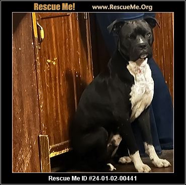 - South Carolina Dog Rescue - ADOPTIONS - Rescue Me!