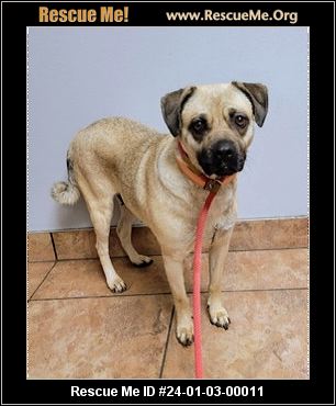 - California Pug Rescue - ADOPTIONS - Rescue Me!