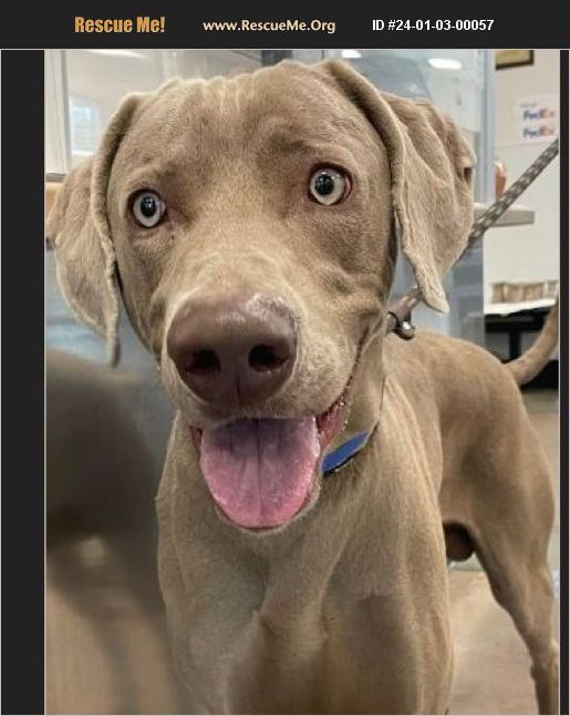 ADOPT 24010300057 ~ Weimaraner Rescue ~ Perris, CA