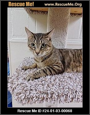 - New Jersey Cat Rescue - ADOPTIONS - Rescue Me!