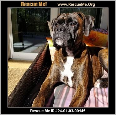 - Florida Boxer Rescue - ADOPTIONS - Rescue Me!