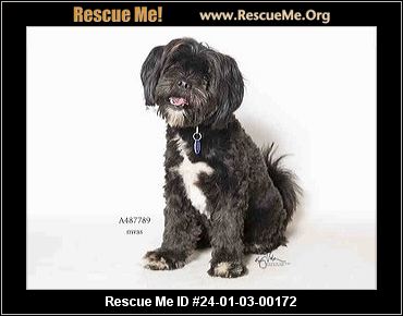 - California Lhasa Apso Rescue - ADOPTIONS - Rescue Me!