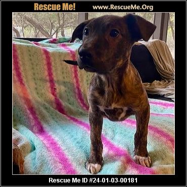 - New Jersey Dog Rescue - ADOPTIONS - Rescue Me!