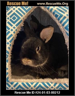 - South Carolina Rabbit Rescue - ADOPTIONS - Rescue Me!