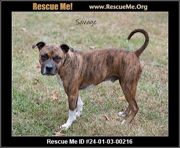 - Georgia Boxer Rescue - ADOPTIONS - Rescue Me!