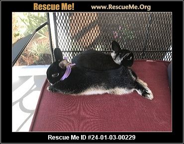 - South Carolina Rabbit Rescue - ADOPTIONS - Rescue Me!
