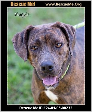- Georgia Mountain Cur Rescue - ADOPTIONS - Rescue Me!