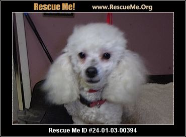 - Pennsylvania Poodle Rescue - ADOPTIONS - Rescue Me!