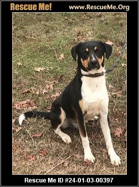 - New Jersey Dog Rescue - ADOPTIONS - Rescue Me!