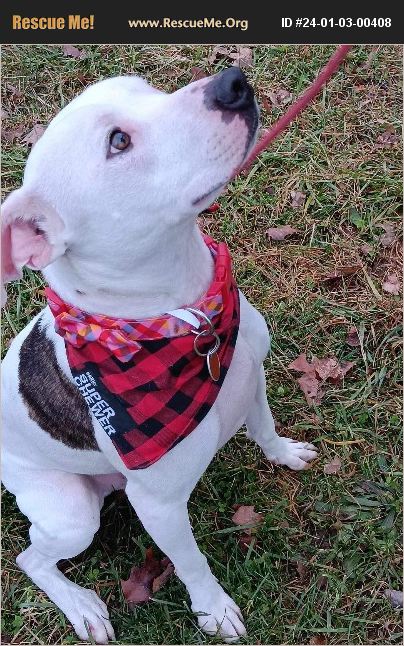 ADOPT 24010300408 ~ Pit Bull Rescue ~ Benton, PA